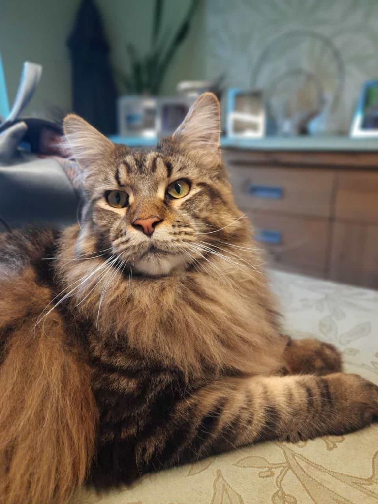 Entdecken Sie wunderbare, kostenlose Maine Coon Bilder