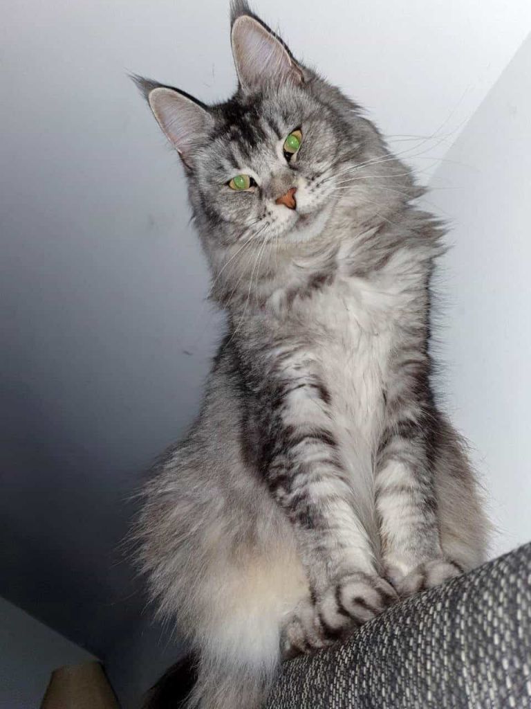 Lustige Katzenbilder und Katzenfotos der Maine Coon Katze