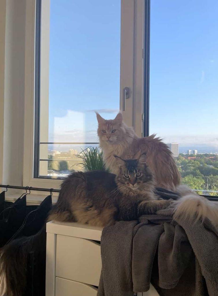 Lustige Katzenbilder und Katzenfotos der Maine Coon Katze