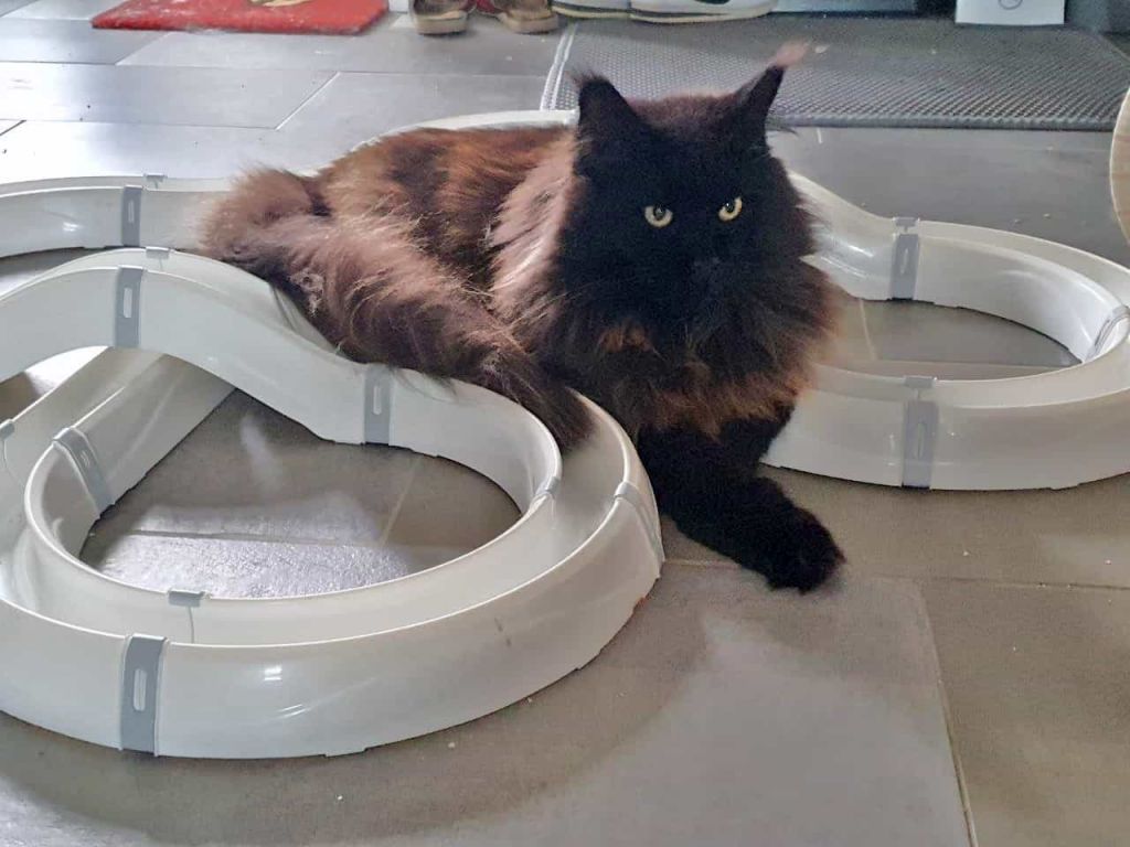 Lustige Katzenbilder und Katzenfotos der Maine Coon Katze