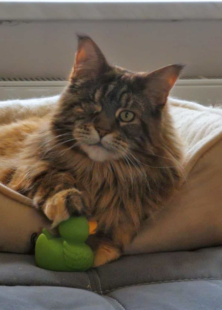 Lustige Katzenbilder und Katzenfotos der Maine Coon Katze