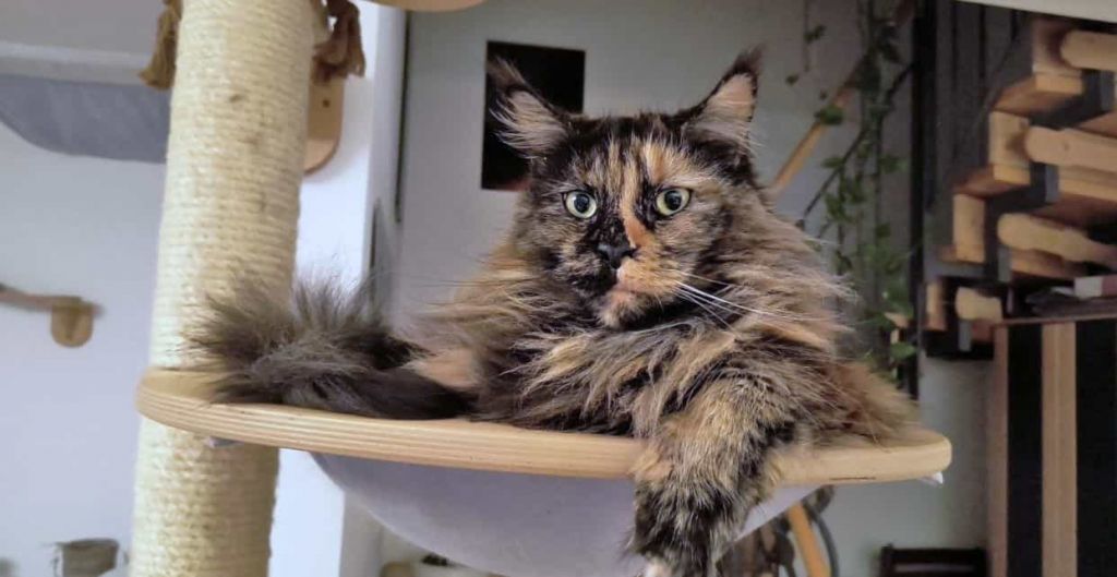 Lustige Katzenbilder und Katzenfotos der Maine Coon Katze