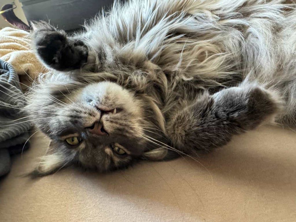 Lustige Katzenbilder und Katzenfotos der Maine Coon Katze