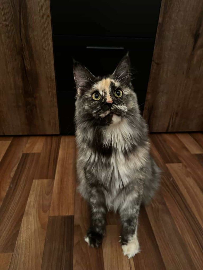 Lustige Katzenbilder und Katzenfotos der Maine Coon Katze