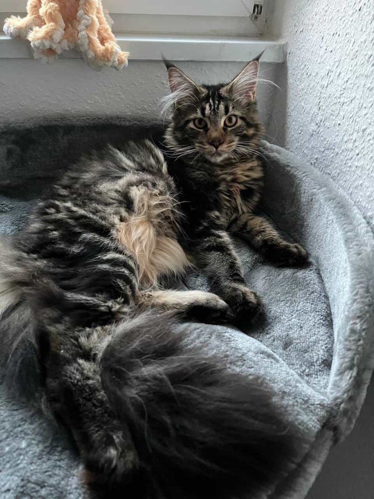 Lustige Katzenbilder und Katzenfotos der Maine Coon Katze