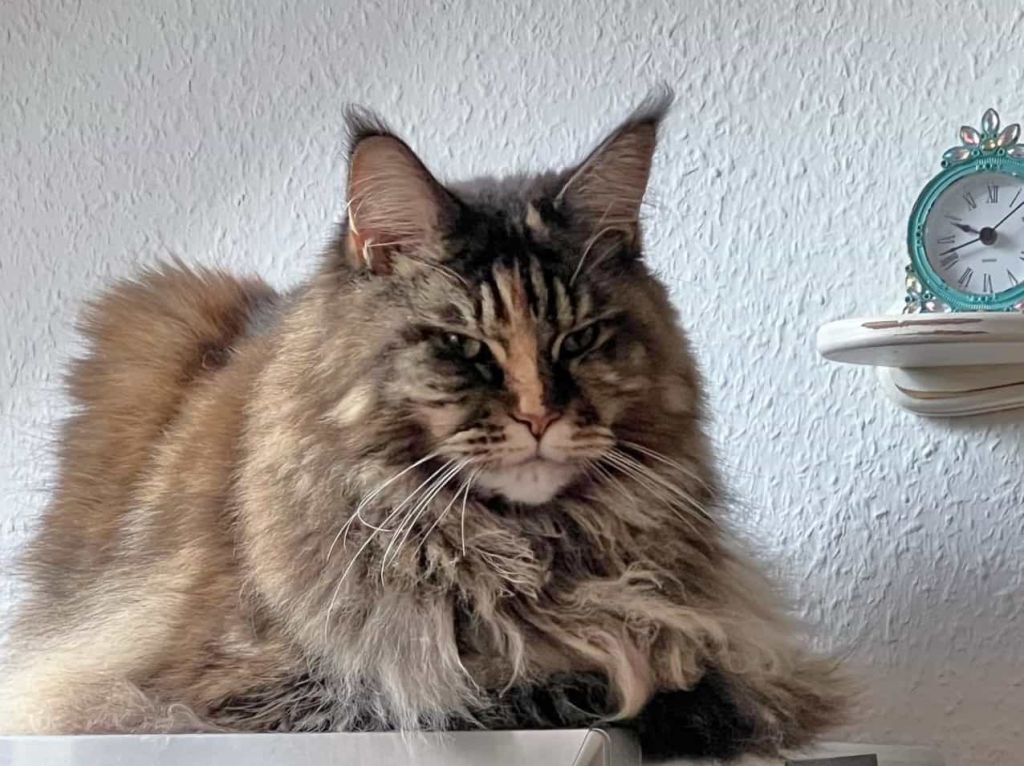 Lustige Katzenbilder und Katzenfotos der Maine Coon Katze