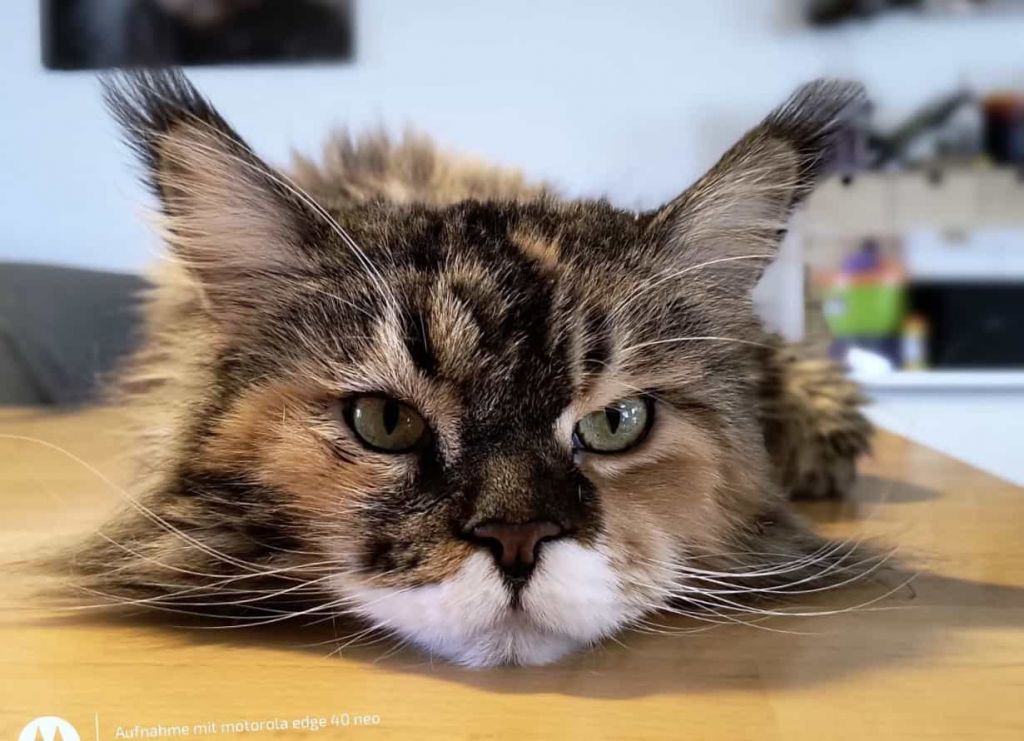 Lustige Katzenbilder und Katzenfotos der Maine Coon Katze