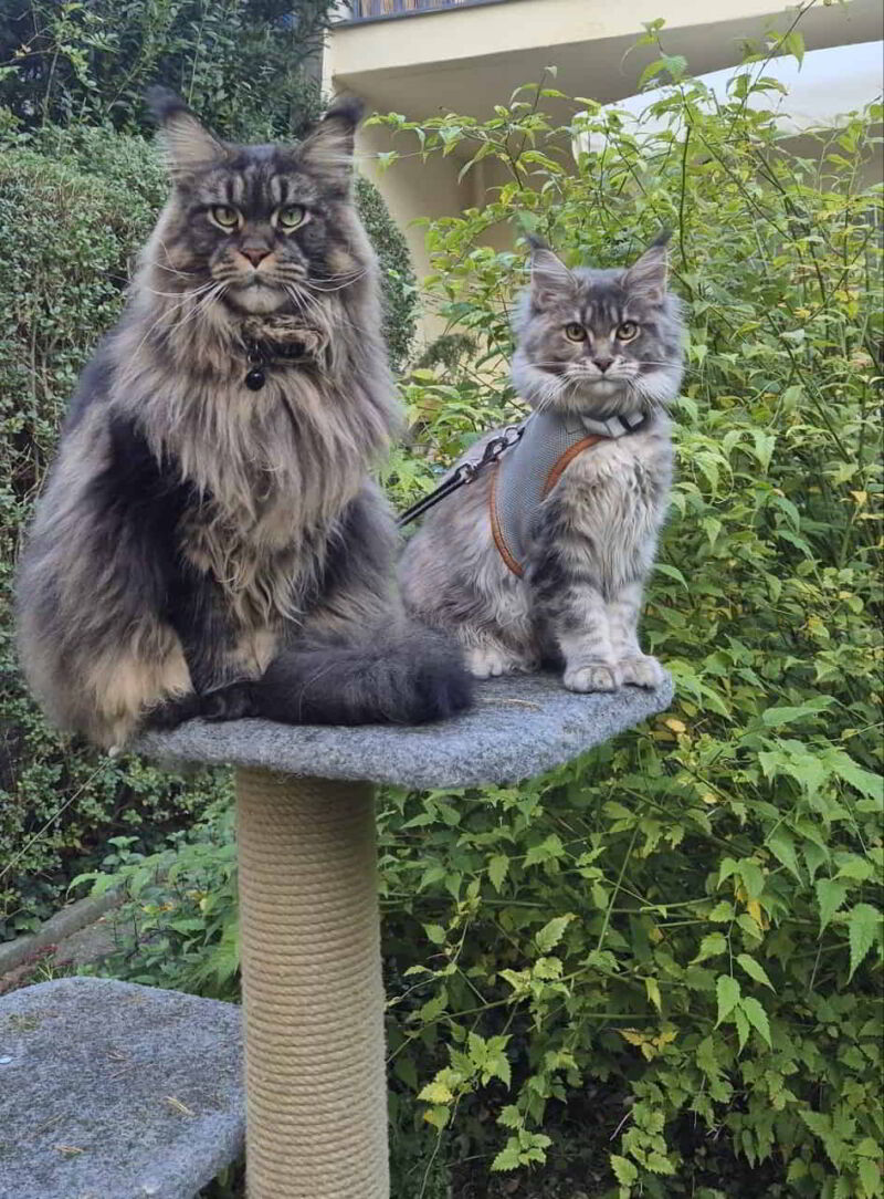Fantastische Maine Coon Bilder – CastleLand Galerie 10/2025