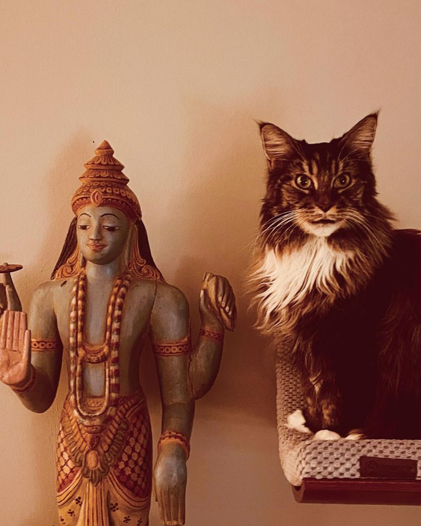 Beeindruckende Maine Coon Katzenbilder | Katzenfotos 12/2023