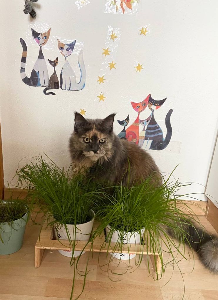 Beeindruckende Maine Coon Katzenbilder | Katzenfotos 12/2023