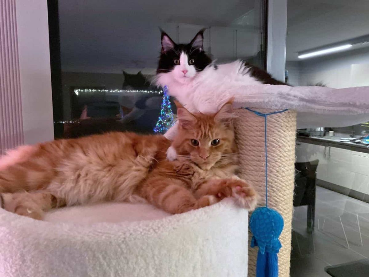 Maine Coon Katzenfotos 12/2024 - Die schönsten Katzenbilder