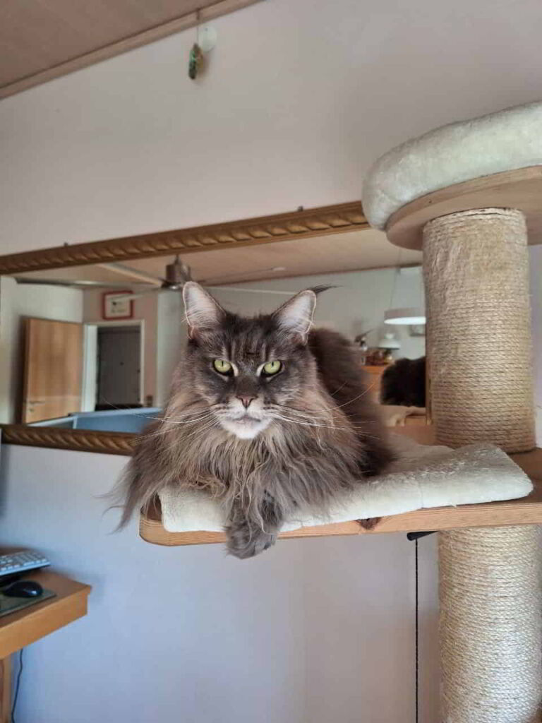 Sehenswerte Maine Coon Katzenbilder und lustige Katzenfotos