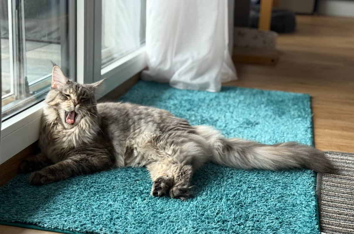 Sehenswerte Maine Coon Katzenbilder und lustige Katzenfotos