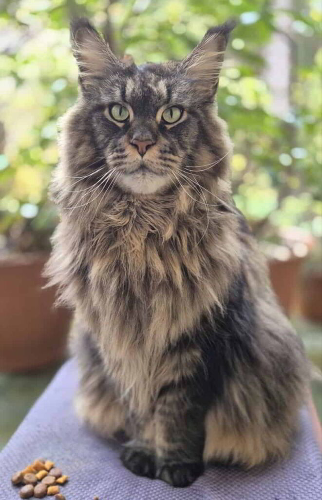 Sehenswerte Maine Coon Katzenbilder und lustige Katzenfotos