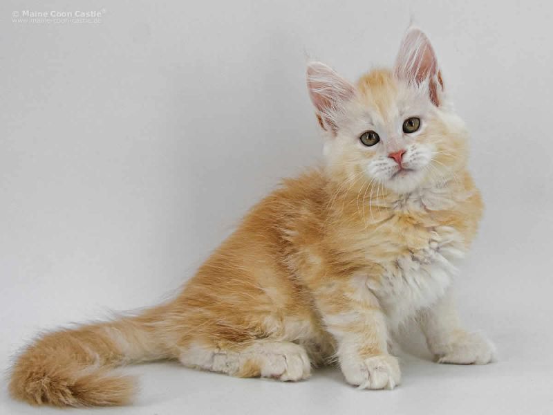 XXL Maine Coon Baby kaufen ⋆ Maine Coon Kitten in Übergröße