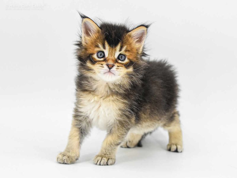 XXL Maine Coon Kitten kaufen - Cobe of Maine Coon Castle