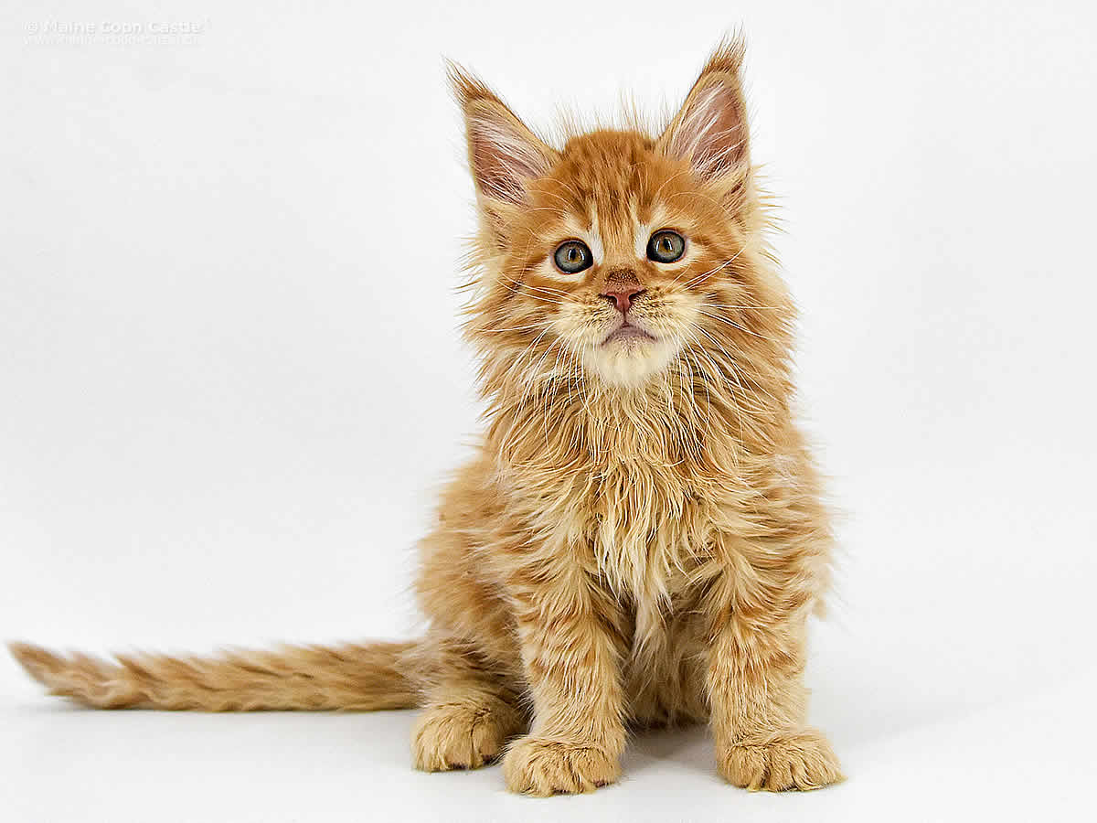 Dave of Maine Coon Castle ⋆ XXL Maine Coon Baby kaufen