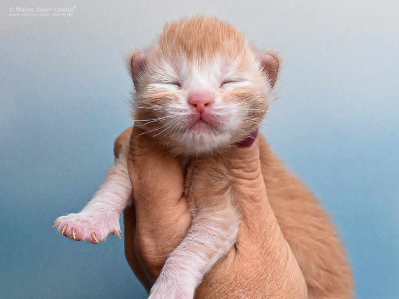 Maine Coon Babykatze kaufen ⋆ Flavio of Maine Coon Castle