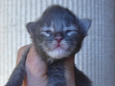 Heidi of Maine Coon Castle ⋆ Maine Coon Kitten kaufen