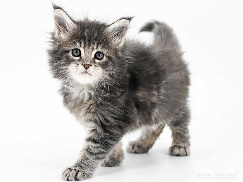 Maine Coon Baby kaufen Layci of Maine Coon Castle