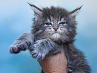 Maine Coon Baby Lexy of Maine Coon Castle ⋆ Maine Coon Zucht