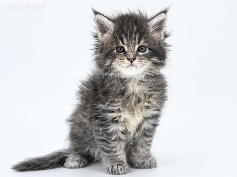 Maine Coon Baby Lexy of Maine Coon Castle ⋆ Maine Coon Zucht