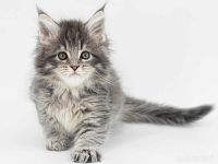 Maine Coon Baby Lexy of Maine Coon Castle ⋆ Maine Coon Zucht