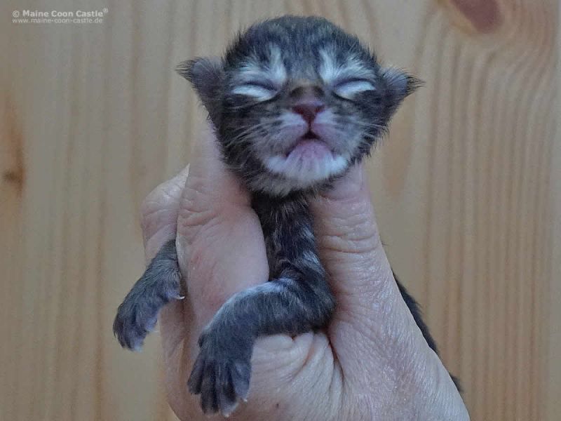 Maine Coon Baby kaufen ⋆ Lilly of Maine Coon Castle