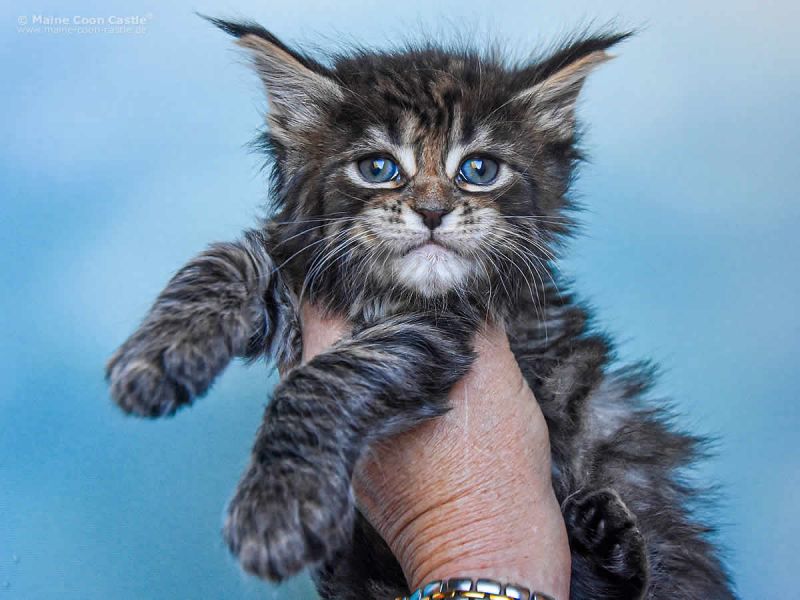 Maine Coon Baby kaufen ⋆ Lilly of Maine Coon Castle
