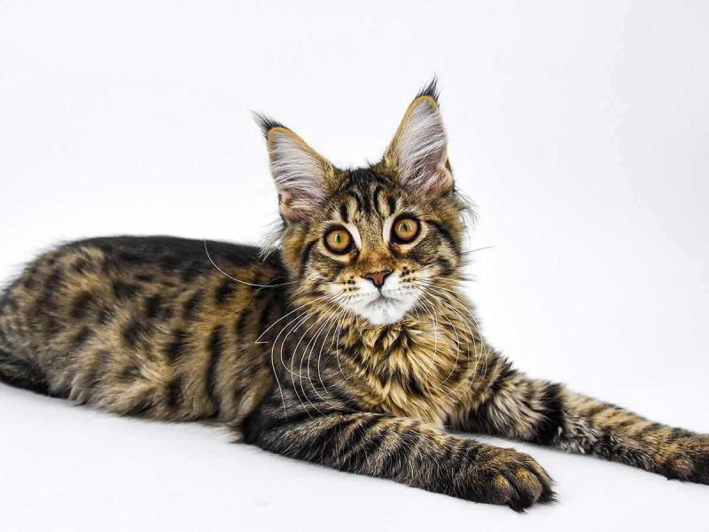 Maine Coon Baby kaufen ⋆ Lilly of Maine Coon Castle