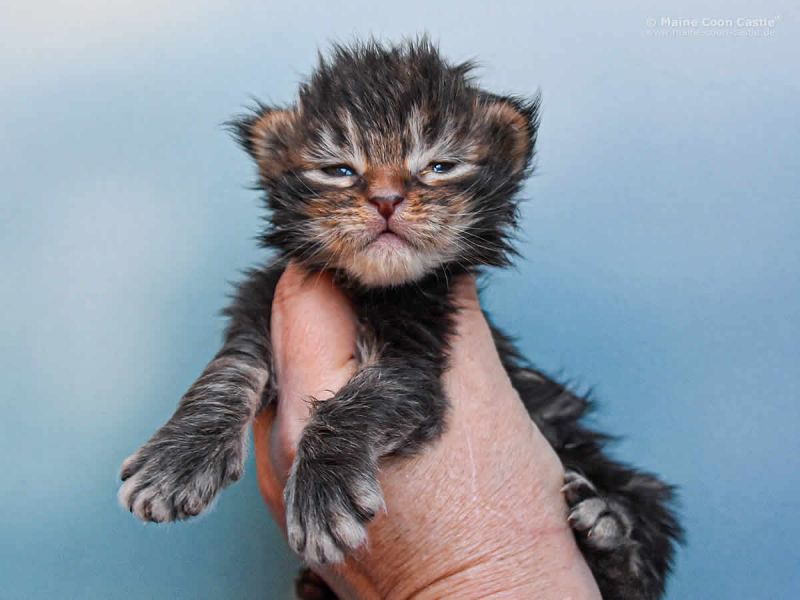 XXL Maine Coon Kitten kaufen - Nick of Maine Coon Castle