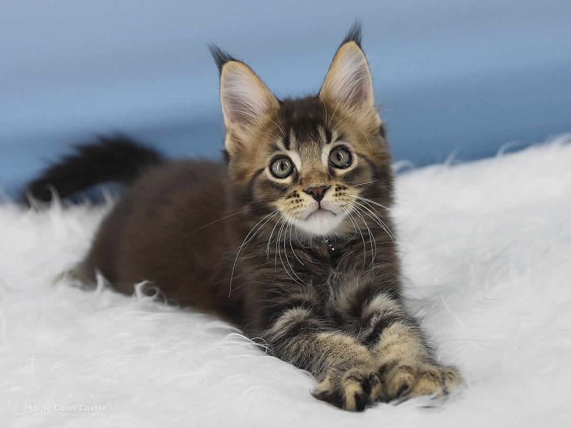 Maine Coon Kitten kaufen - Oli of Maine Coon Castle