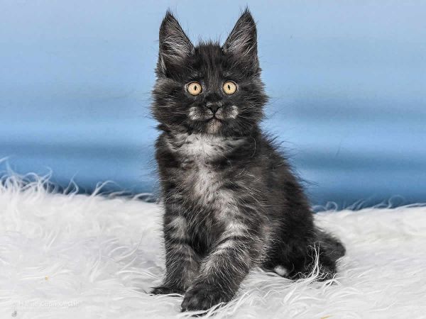 black smoke Maine Coon Baby kaufen - Quantus of MCC