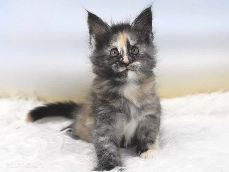 black-tortie-smoke Maine Coon Baby kaufen - Querida of MCC