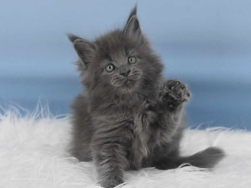 Kaufe Maine Coon Babys vom Maine Coon Züchter | Reja