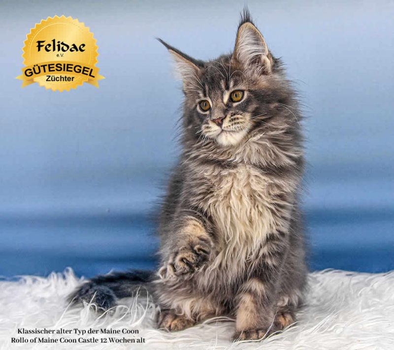 Maine Coon Kitten kaufen | Kitten of Maine Coon Castle
