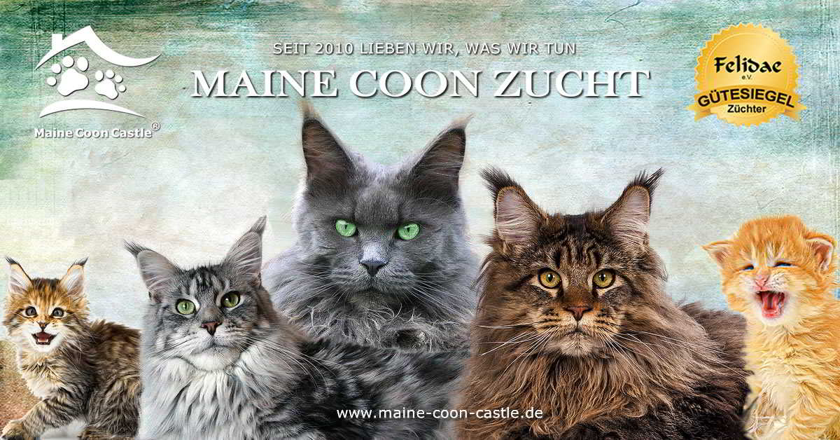 Maine Coon Kitten ⋆ F4 Wurf ⋆ Maine Coon Castle