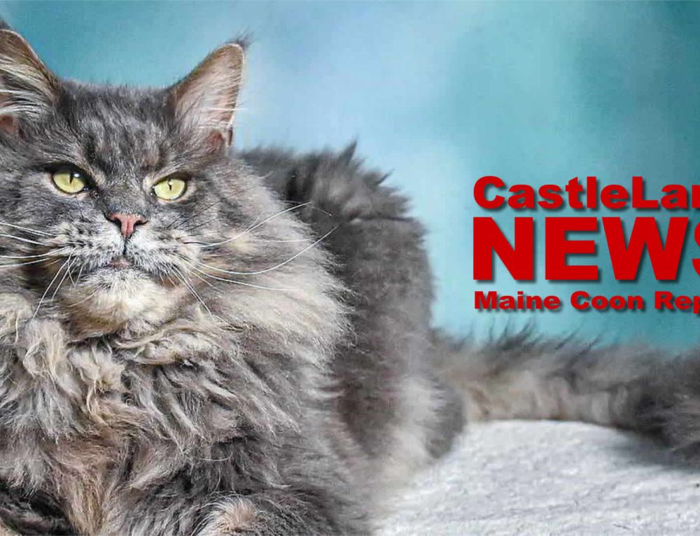 Maine Coon Report 07/2023 ⋆ Katzenblog - Maine Coon Castle