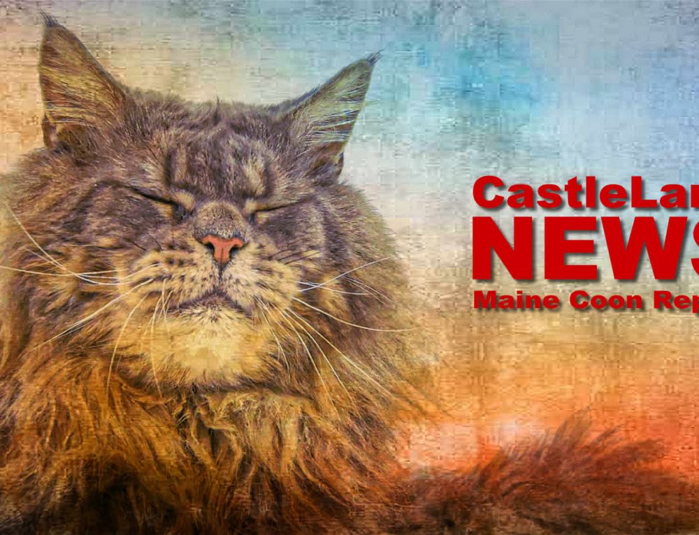 Maine Coon Report 02/2023 ⋆ Maine Coon Katzenblog