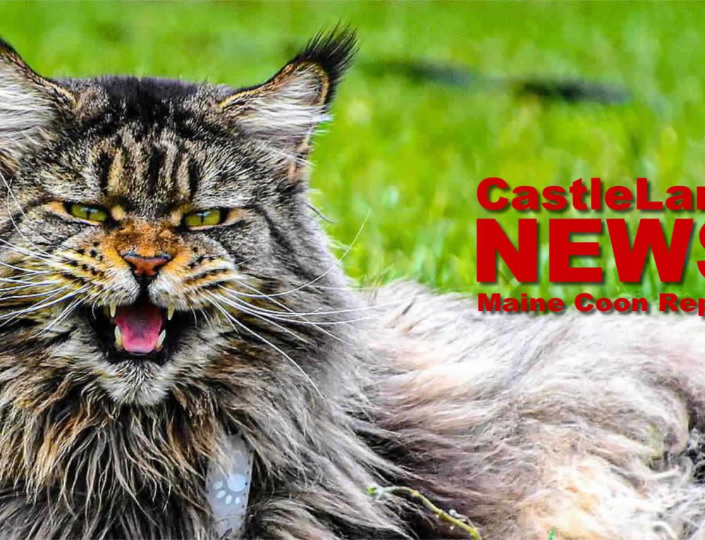 Maine Coon Report 02/2023 ⋆ Maine Coon Katzenblog