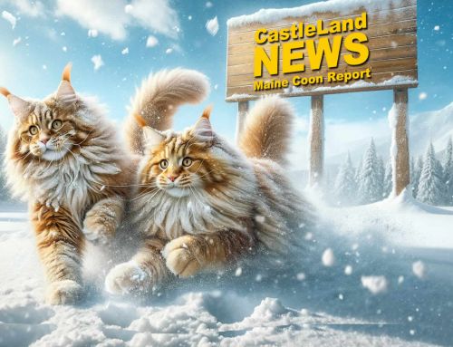 Maine Coon Report 01/2023 ⋆ Maine Coon Katzen Blog