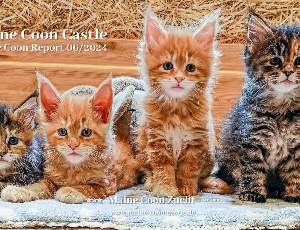 Seriöse Maine Coon Züchter: Die 6 wichtigsten Merkmale