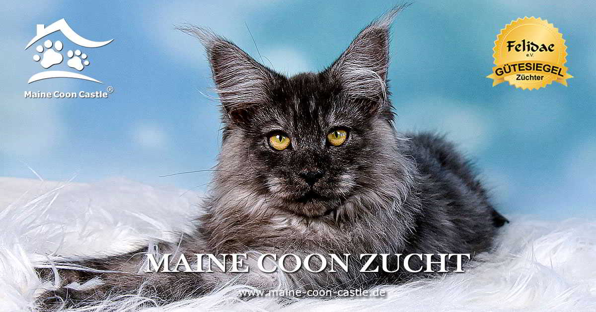 Maine Coon Kitten kaufen | Informationen und Hinweise