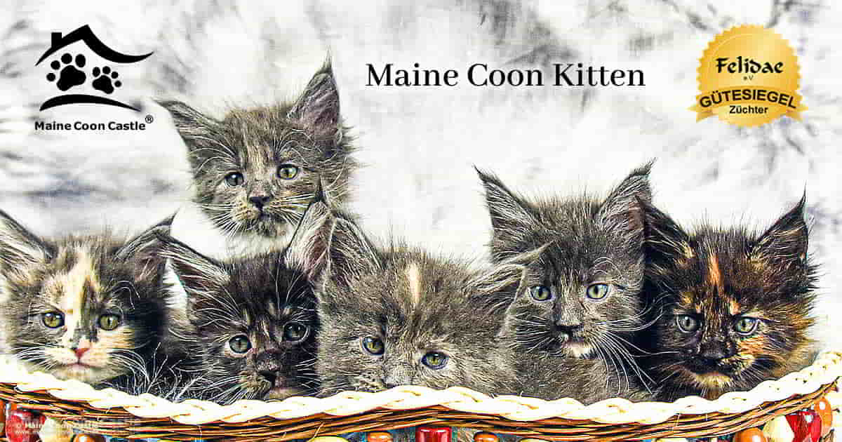 Fantastische Maine Coon Kitten ⋆ D4 Wurf ⋆ Maine Coon Castle
